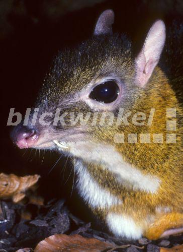 blickwinkel - Kleinkantschil, Klein-Kantschil, Hirschferkel, Hirsch ...