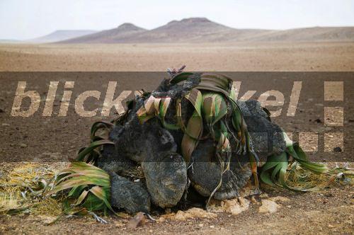 blickwinkel - Welwitschia (Welwitschia mirabilis), Urzeitpflanze in der ...