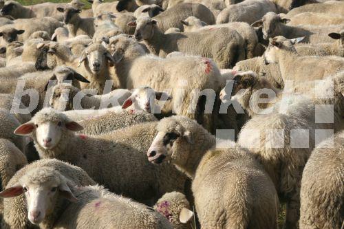 blickwinkel - Merinoschaf, Merino-Schaf, Merino (Ovis ammon f. aries ...