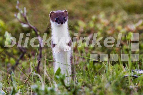 blickwinkel - Hermelin, Grosses Wiesel, Grosswiesel (Mustela erminea ...
