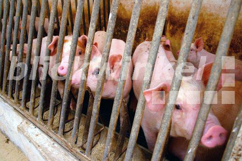 blickwinkel - Hausschwein, Haus-Schwein (Sus scrofa f. domestica ...