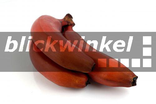 blickwinkel - drei appetitliche rote Bananen - couple of appetizing red ...