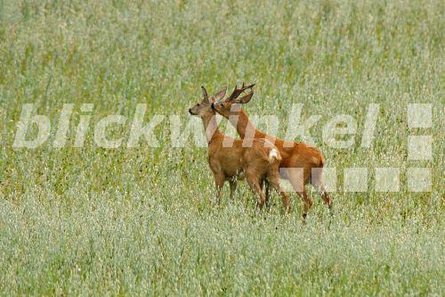 blickwinkel - Europaeisches Reh (Capreolus capreolus), Paar im ...