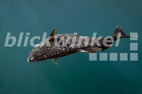 blickwinkel - Weisser Heilbutt (Hippoglossus hippoglossus), 200 kg ...