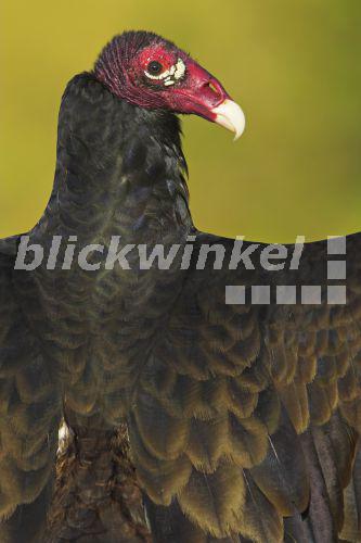 blickwinkel - Truthahngeier, Truthahn-Geier (Cathartes aura), Portraet ...
