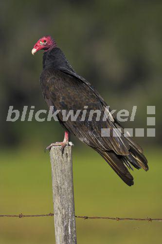 blickwinkel - Truthahngeier, Truthahn-Geier (Cathartes aura), sitzt auf ...
