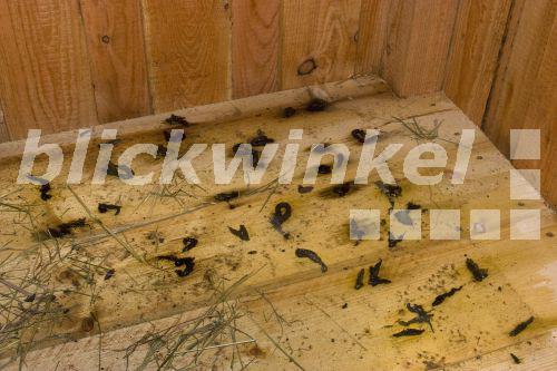 blickwinkel - Europaeischer Iltis, Waldiltis, Wald-Iltis (Mustela ...