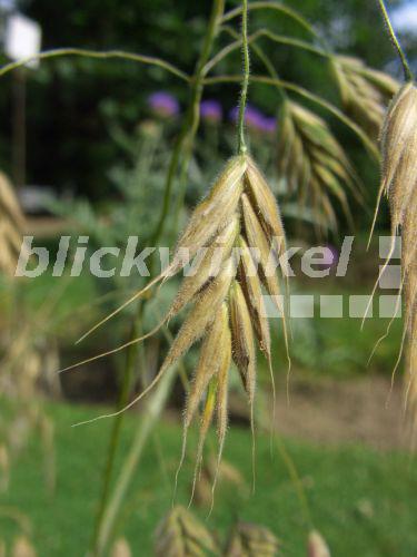 blickwinkel - Ardennen-Trespe, Ardennentrespe (Bromus bromoideus ...