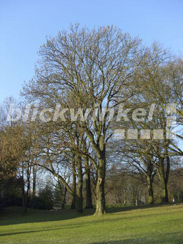 blickwinkel - Gemeine Esche, Gewoehnliche Esche (Fraxinus excelsior ...