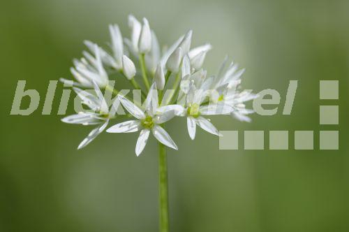 blickwinkel - Wilder Knoblauch, Waldknoblauch, Baer-Lauch, Baerlauch ...