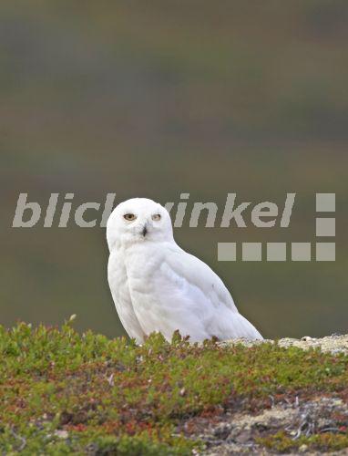 blickwinkel - Schnee-Eule, Schneeeule (Strix scandiaca, Nyctea ...