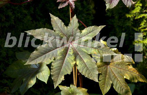 blickwinkel - Rizinus, Rizinus-Staude, Rizinusstaude, Wunderbaum ...