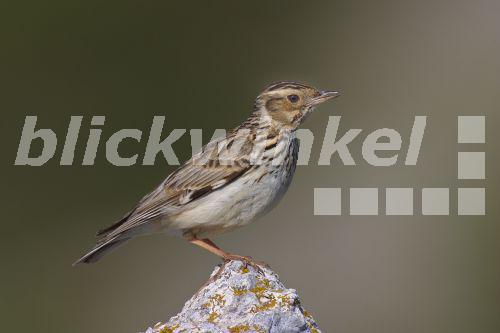 blickwinkel - Heidelerche, Heide-Lerche (Lullula arborea), sitzt auf ...