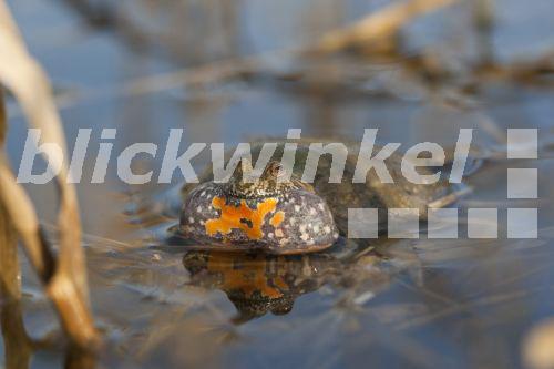 blickwinkel - Rotbauchunke, Rotbauch-Unke, Tieflandunke, Tiefland-Unke ...