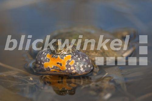 blickwinkel - Rotbauchunke, Rotbauch-Unke, Tieflandunke, Tiefland-Unke ...