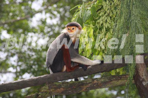 blickwinkel - Rotschenkel-Kleideraffe, Rotschenkelkleideraffe ...