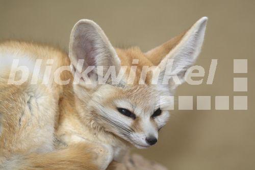 blickwinkel - Fennek, Wuestenfuchs, Wuesten-Fuchs (Fennecus zerda ...