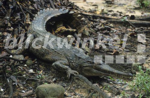 blickwinkel - Sunda-Gavial, Sundagavial (Tomistoma schlegelii ...