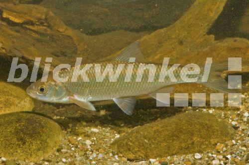 blickwinkel - Hasel, Haesling, Zinnfisch, Zinn-Fisch (Leuciscus ...