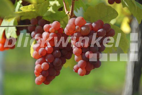 blickwinkel - Weinrebe (Vitis spec.), Gewuerztraminer, reife ...