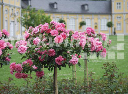 blickwinkel - Rose (Rosa spec.), Rosenstaemme im Rosarium Uetersen ...