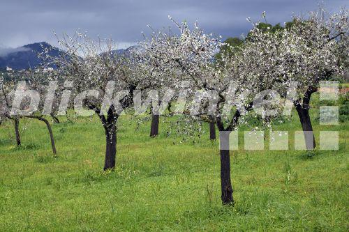 blickwinkel - Mandelbaum, Mandel-Baum (Prunus amygdalus), bluehende ...