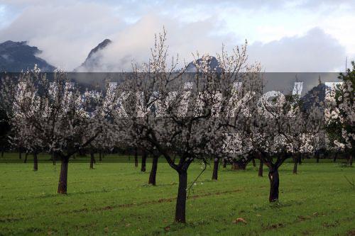 blickwinkel - Mandelbaum, Mandel-Baum (Prunus amygdalus), bluehende ...