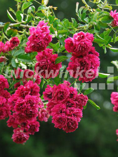 blickwinkel - Rose (Rosa 'Excelsa', Rosa Excelsa), Sorte Excelsa - rose ...
