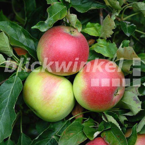 blickwinkel - Apfelbaum, Kultur-Apfel (Malus domestica), Sorte 'Idared ...