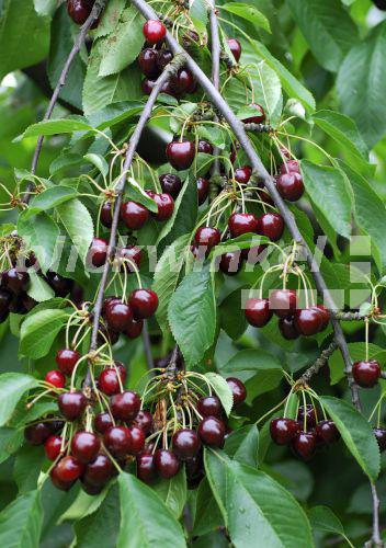 blickwinkel - Suess-Kirsche, Suesskirsche, Kirschbaum, Kirsch-Baum ...