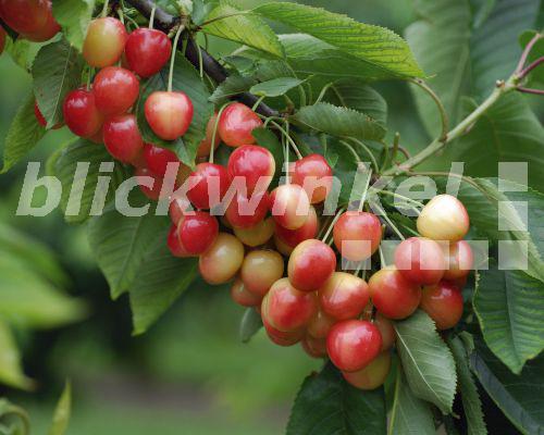 blickwinkel - Suess-Kirsche, Suesskirsche, Kirschbaum, Kirsch-Baum ...