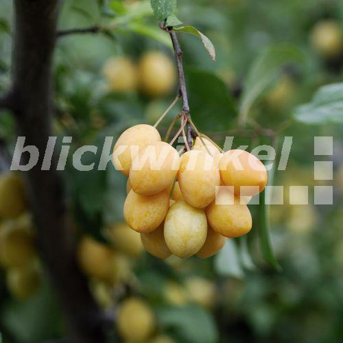 blickwinkel - Kirschpflaume, Myrobalane, Tuerkische Kirsche (Prunus ...