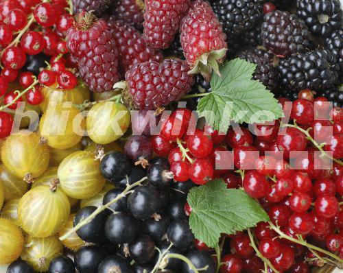 blickwinkel - verschiedene Sorten Beerenobst - different small fruits ...