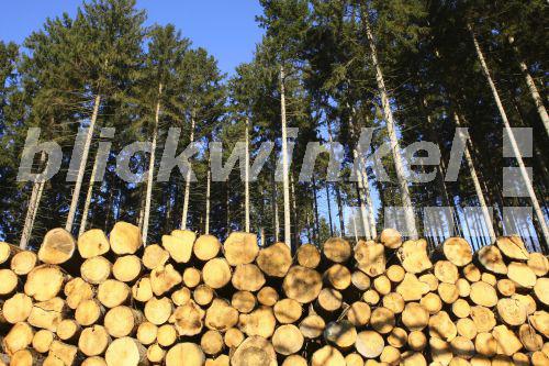 blickwinkel - Gemeine Fichte, Rottanne, Gewoehnliche Fichte (Picea ...