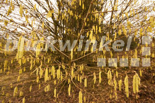 blickwinkel - Hasel, Haselstrauch, Gewoehnliche Haselnuss (Corylus ...
