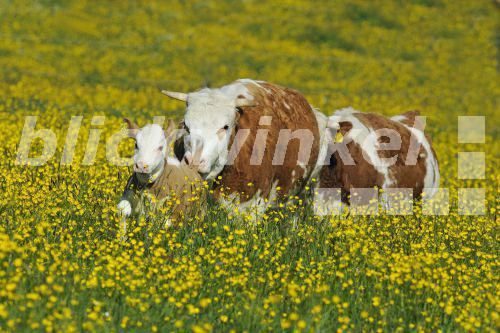 blickwinkel - Hinterwaelder Rind, Hinterwaelder (Bos primigenius f ...