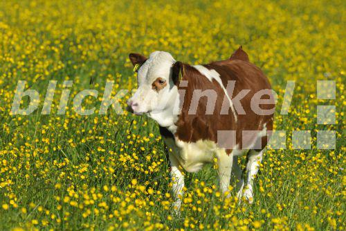 blickwinkel - Hinterwaelder Rind, Hinterwaelder (Bos primigenius f ...