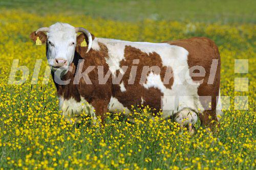 blickwinkel - Hinterwaelder Rind, Hinterwaelder (Bos primigenius f ...