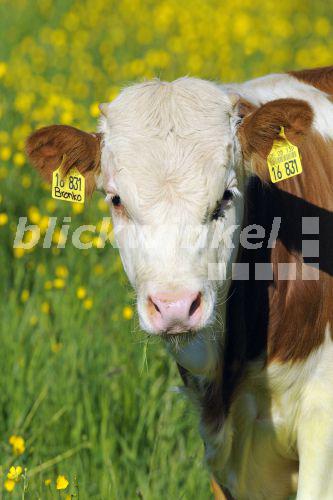 blickwinkel - Hinterwaelder Rind, Hinterwaelder (Bos primigenius f ...
