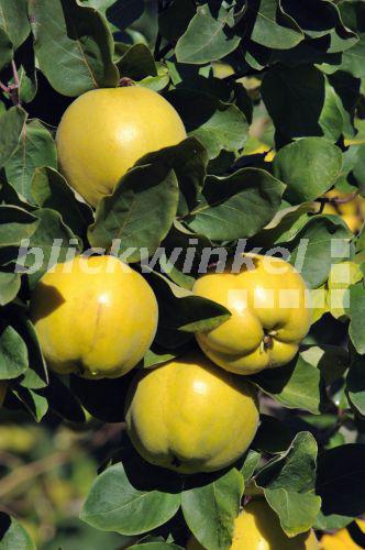 blickwinkel - Quittenbaum, Quitten-Baum (Cydonia oblonga), Fruechte am ...