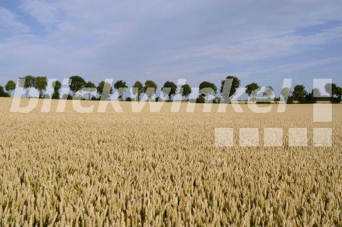 blickwinkel - Saat-Weizen, Weich-Weizen, Weizen (Triticum aestivum ...