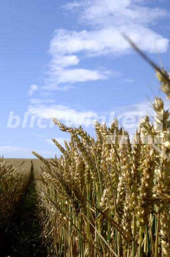 blickwinkel - Saat-Weizen, Weich-Weizen, Weizen (Triticum aestivum ...