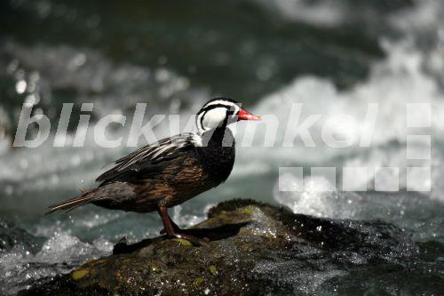 blickwinkel - Sturzbachente, Sturzbach-Ente (Merganetta armata ...