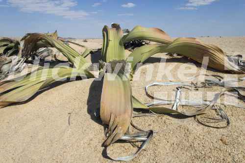 blickwinkel - Welwitschia (Welwitschia mirabilis), am Welwitschia Drive ...