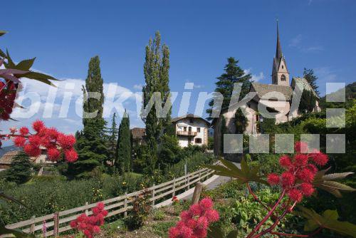 blickwinkel - Rizinus, Rizinus-Staude, Rizinusstaude, Wunderbaum ...