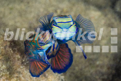 blickwinkel - Mandarinfisch, Mandarin-Leierfisch (Synchiropus ...