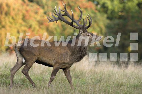blickwinkel - Rothirsch, Rot-Hirsch, Edelhirsch, Edel-Hirsch, Rotwild ...