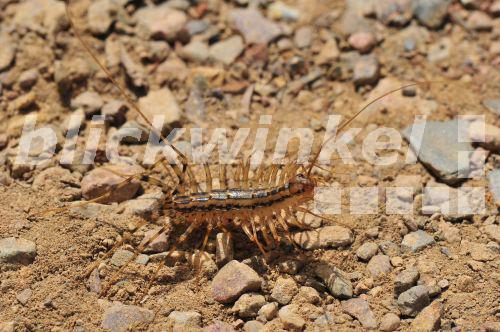 blickwinkel - Spinnenassel, Spinnenlaeufer (Scutigera coleoptrata ...