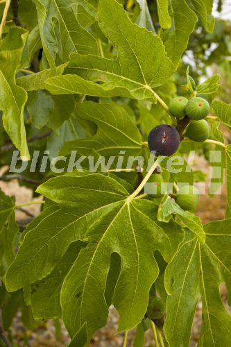 blickwinkel - Feige, Feigenbaum, Echter Feigenbaum (Ficus carica ...