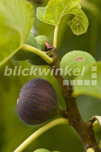blickwinkel - Feige, Feigenbaum, Echter Feigenbaum (Ficus carica ...